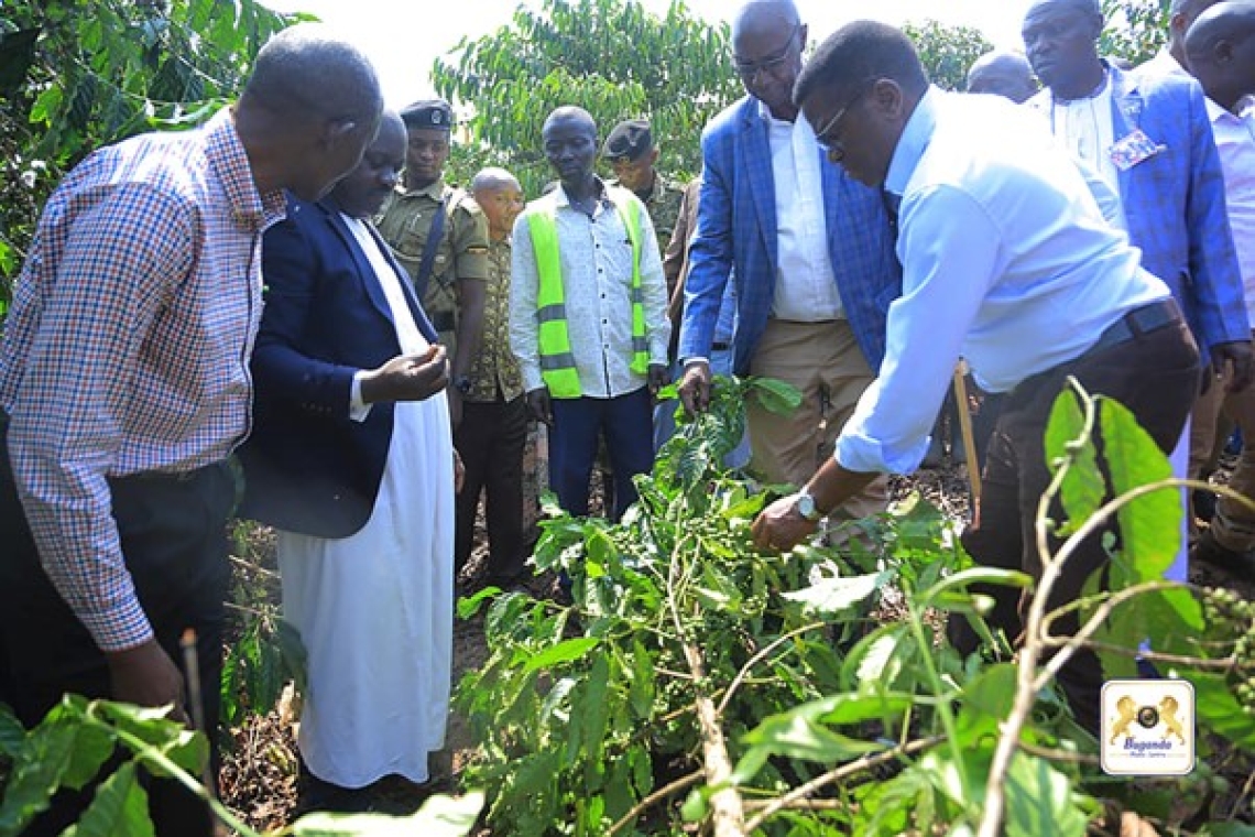 bugandauk.com - Buganda's Prime Minister unveils Mmwanyi Terimba ...